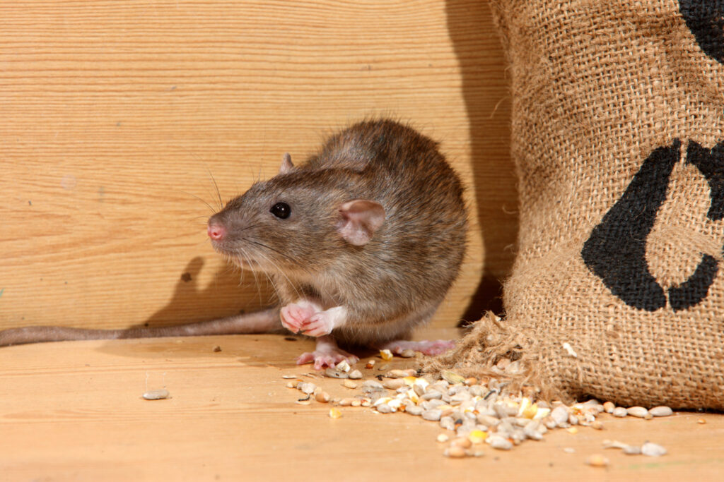 Say Goodbye To Rodents In Nebraska - Tips To Keep Your Home Rodent-Free ...
