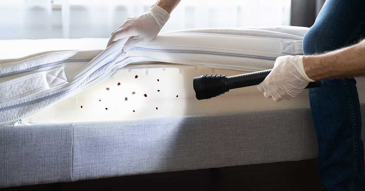 Bed Bug Exterminator | Professional Bed Bug Control