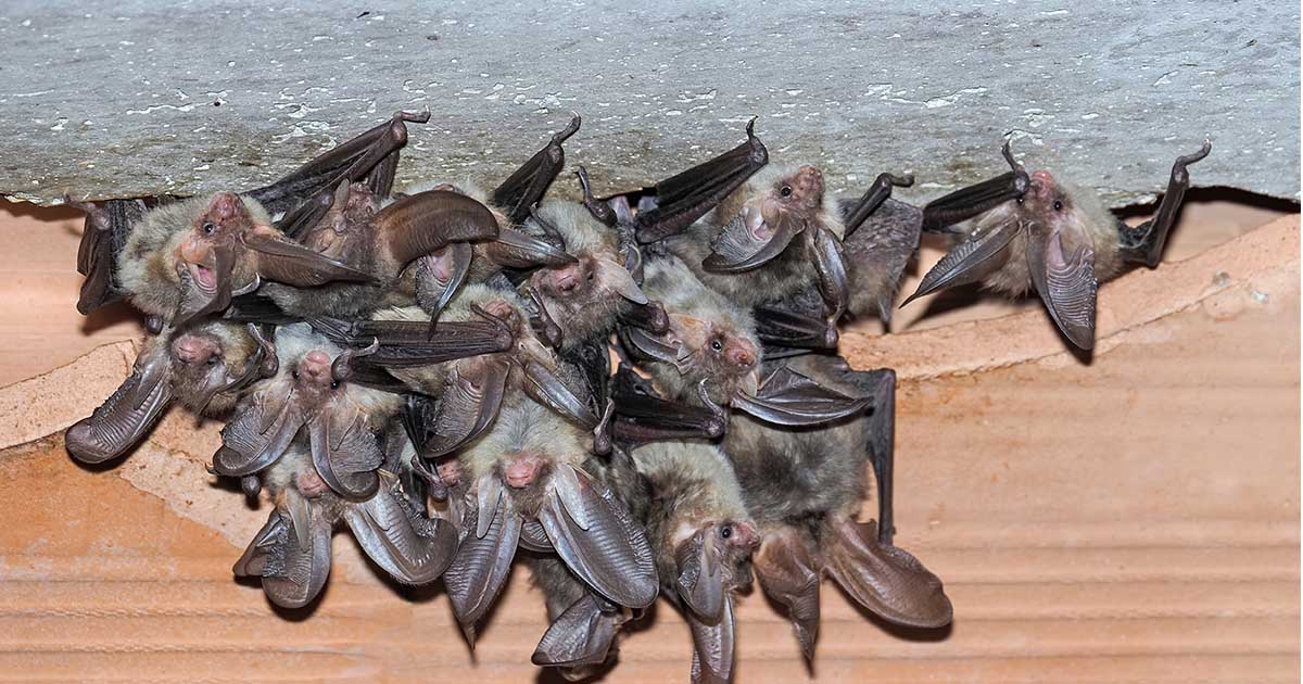 Bat Removal Services | RECON Pest Services
