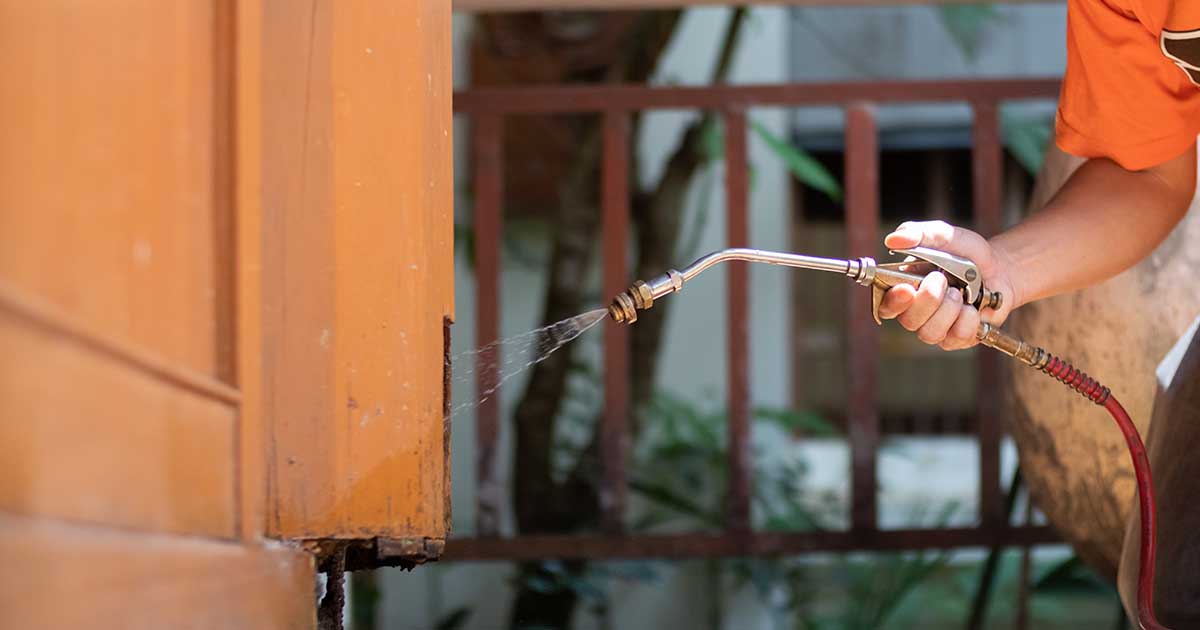 Ant Exterminator: Pest Control Service