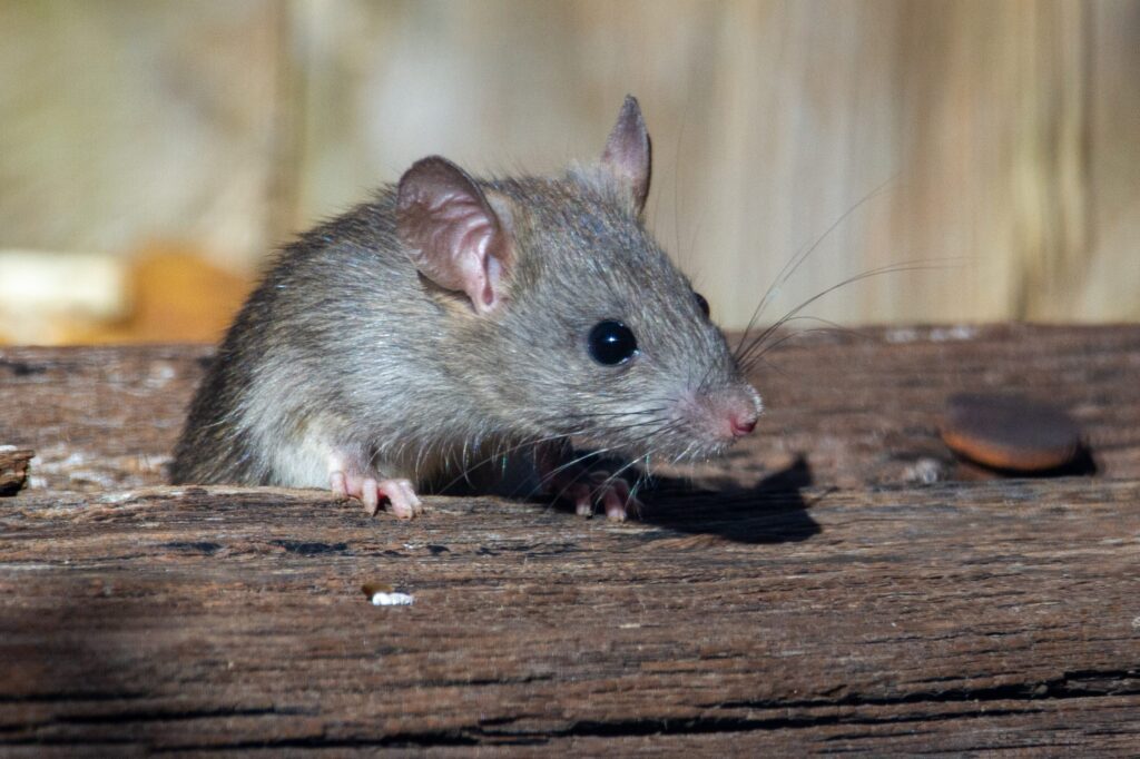 Female Rats: Behavior, Signs & Control