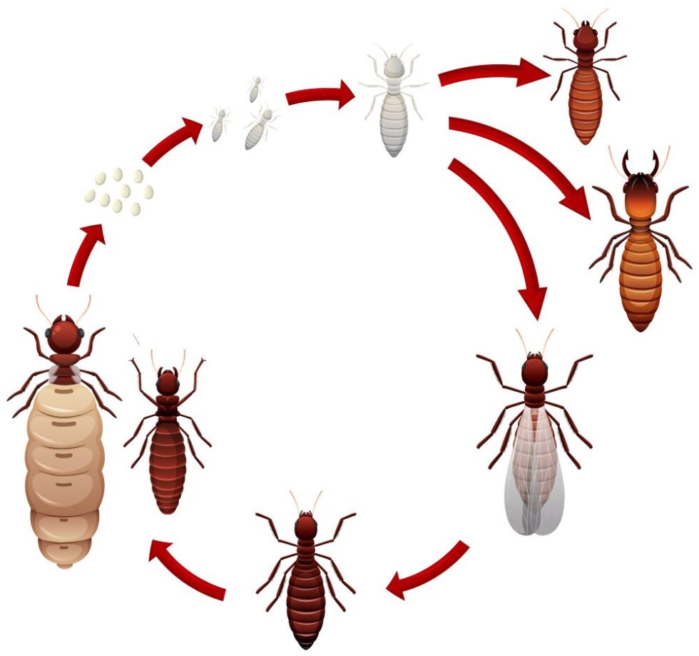 Termite Life Cycle: An In-Depth Look - RECON Pest Services